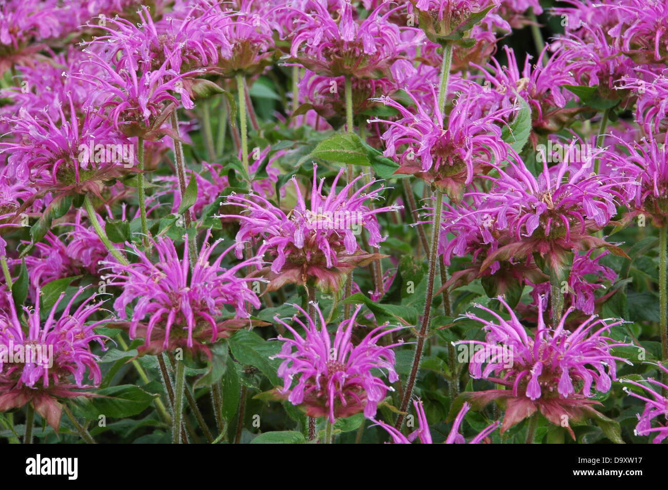 Bergamot Monarda Didyma Plant Flower High Resolution Stock Photography ...