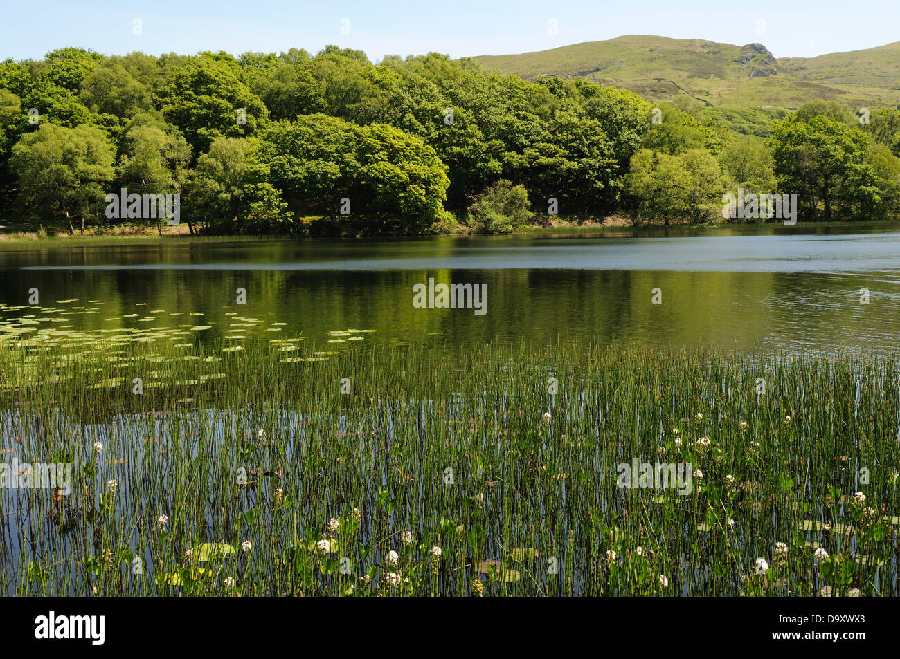 mare's tail bog bean and lily pads on Llyn Tecwyn Isaf on a summer's ...