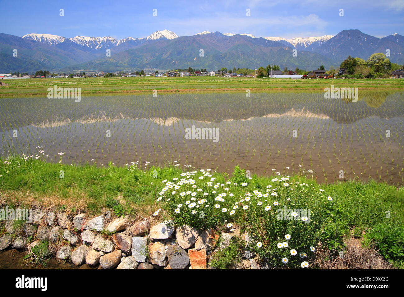 Japan Alps with paddy field and flower in Azumino city, Nagano, Japan ...