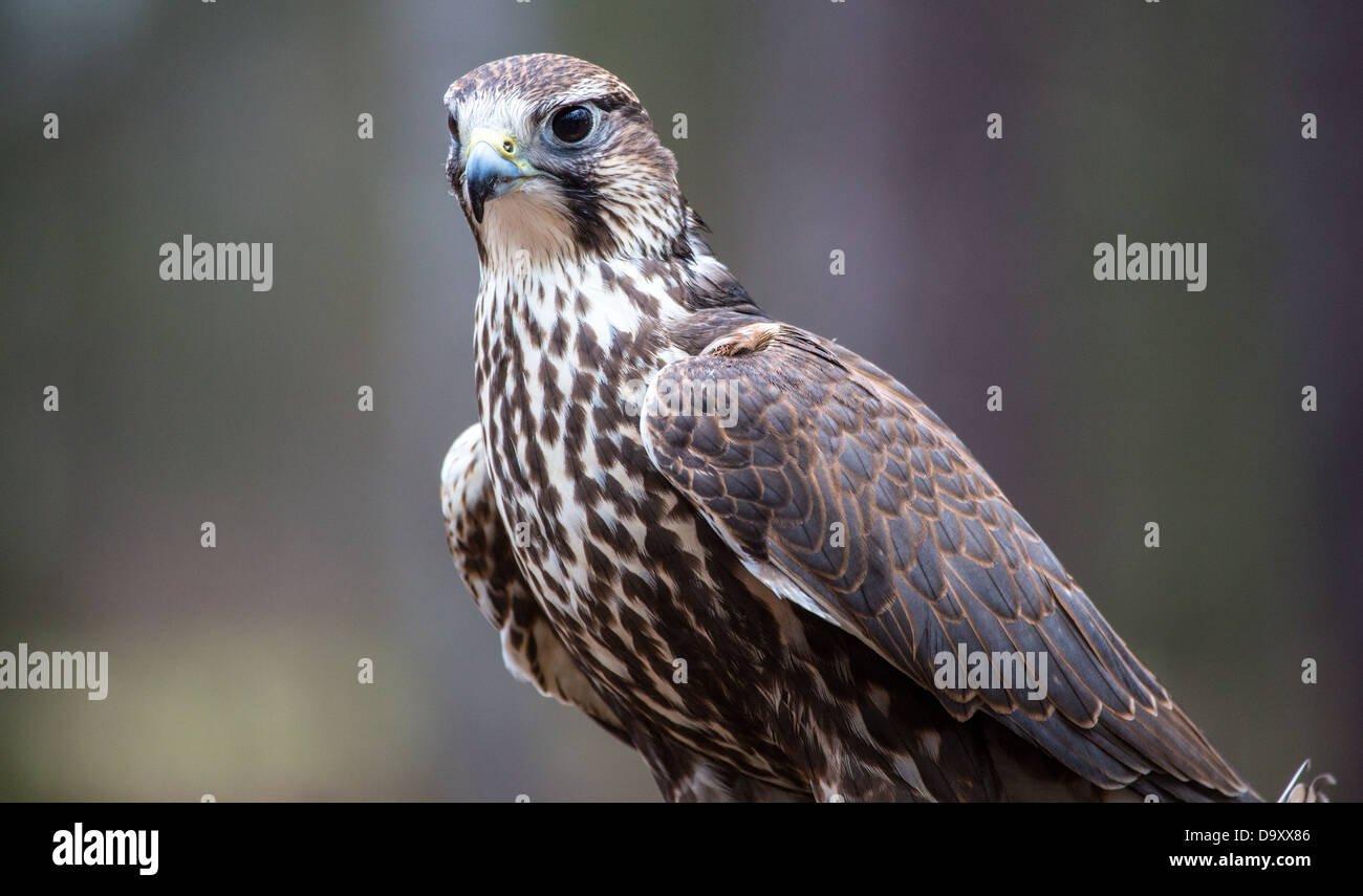 A Saker Falcon poses on a tree stump at the Carolina Raptor Center ...