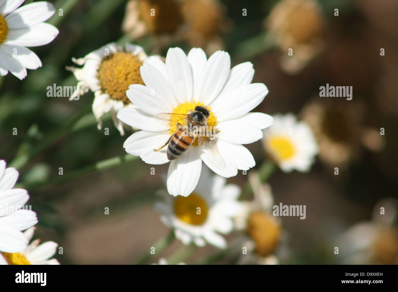 A honey bee pollinating a daisy in a garden in Cotacachi, Ecuador Stock ...