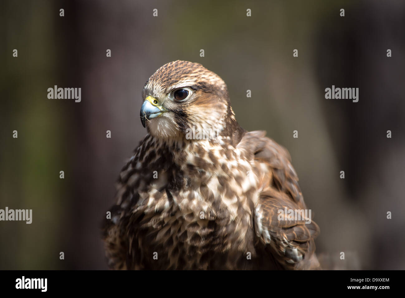 A Saker Falcon poses on a tree stump at the Carolina Raptor Center ...