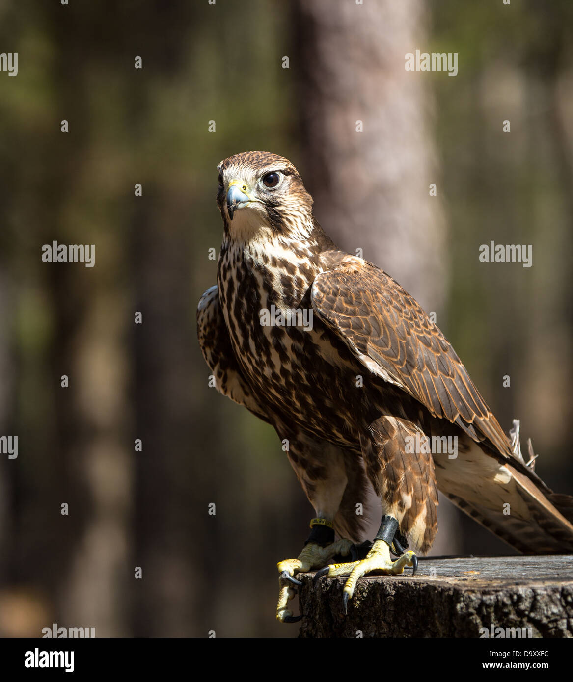 A Saker Falcon poses on a tree stump at the Carolina Raptor Center ...