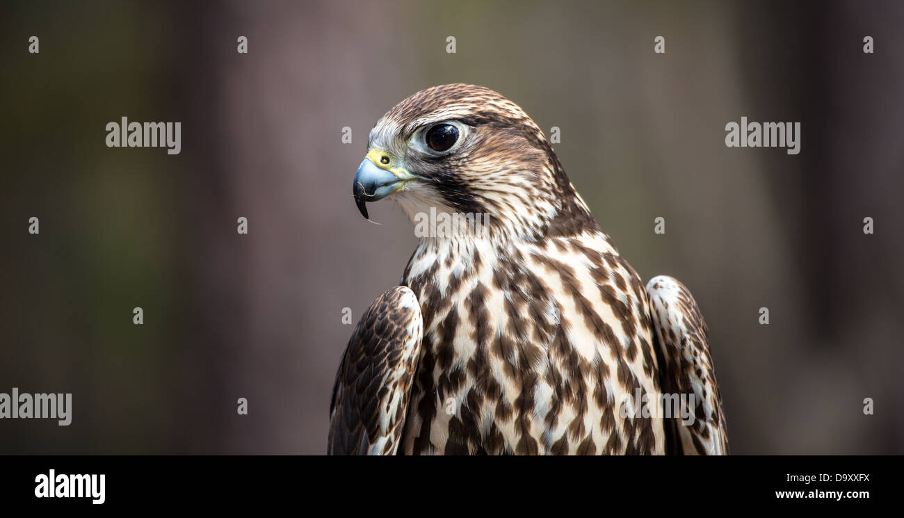 A Saker Falcon poses on a tree stump at the Carolina Raptor Center ...