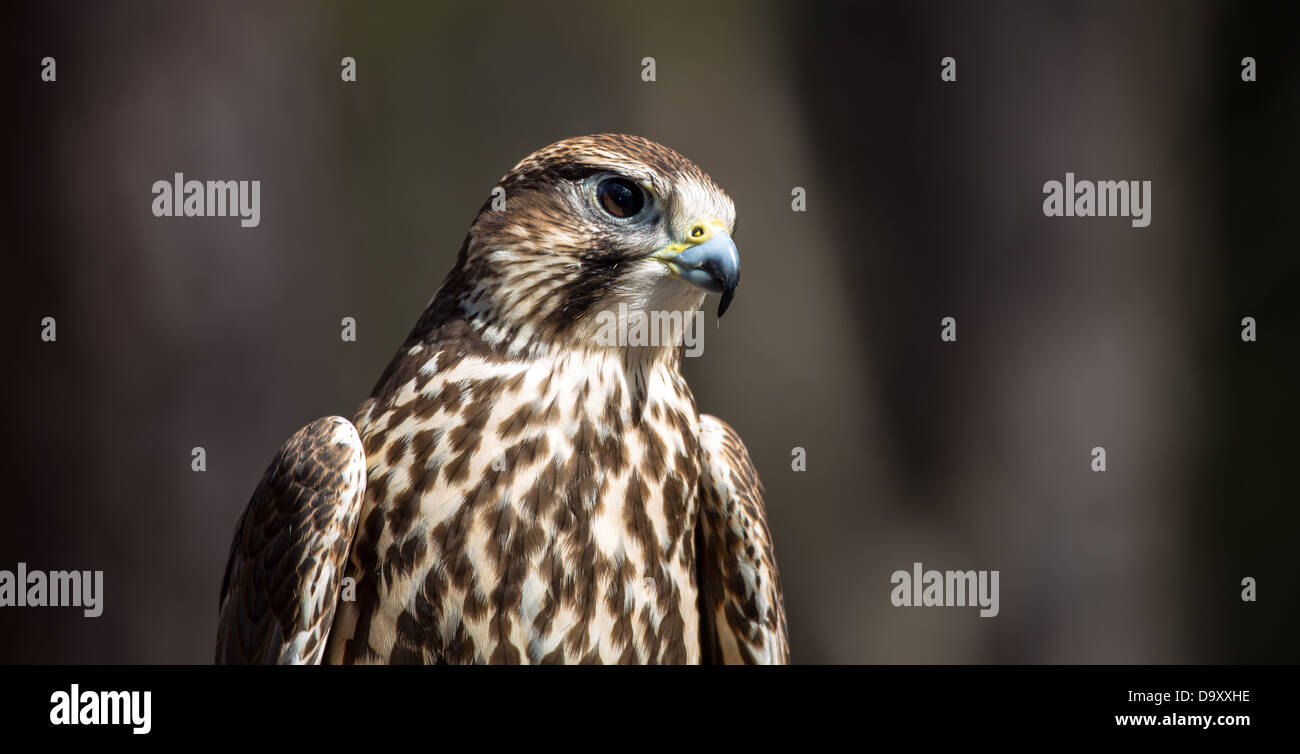 A Saker Falcon poses on a tree stump at the Carolina Raptor Center ...