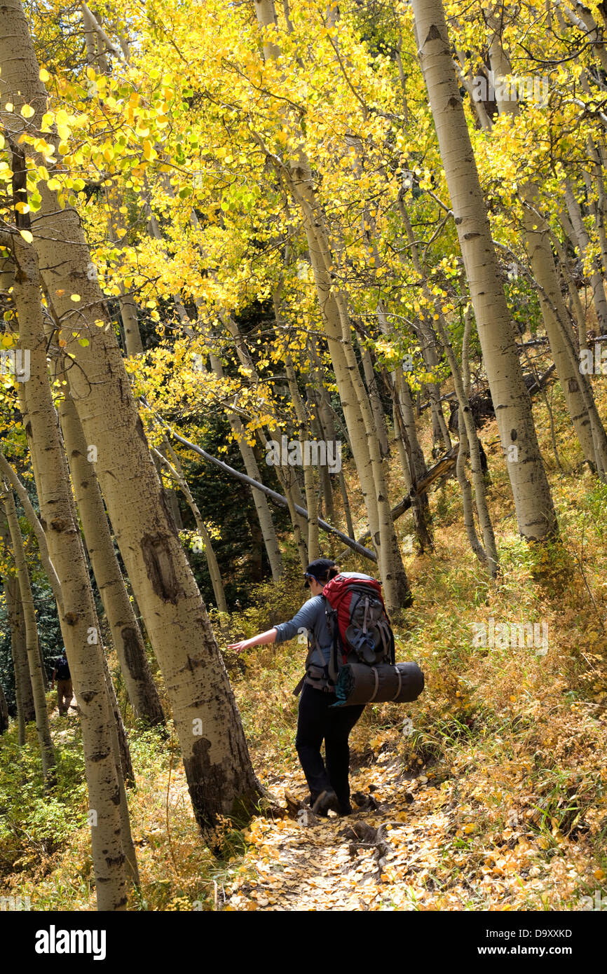 Aspen trees in autumn along the Deep Creek Trail above Telluride ...