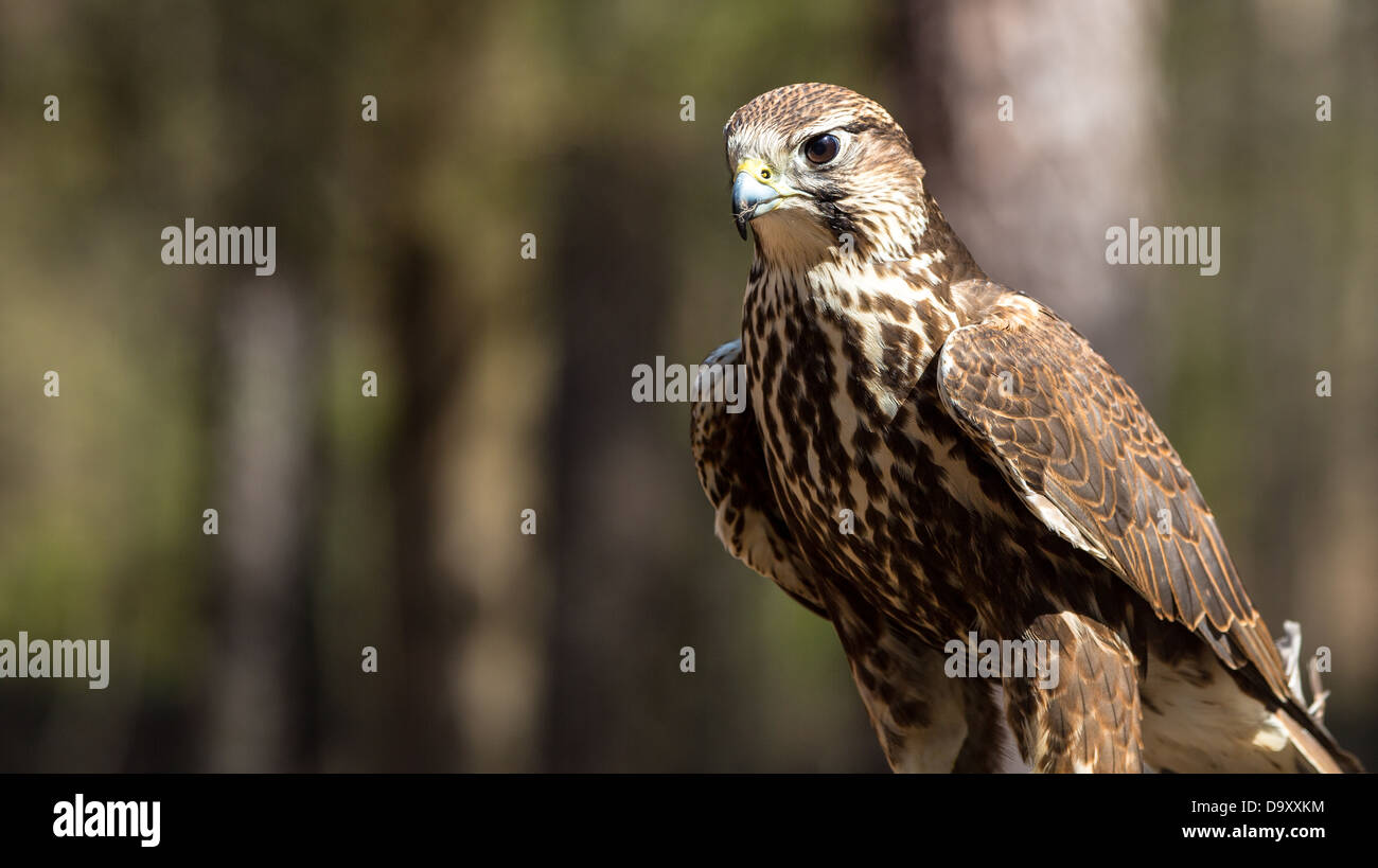 A Saker Falcon poses on a tree stump at the Carolina Raptor Center ...