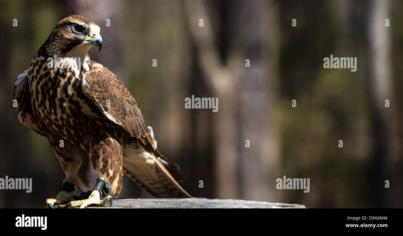 A Saker Falcon poses on a tree stump at the Carolina Raptor Center ...
