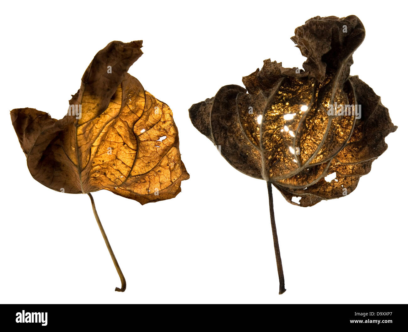 Two linear leaves hi-res stock photography and images - Alamy