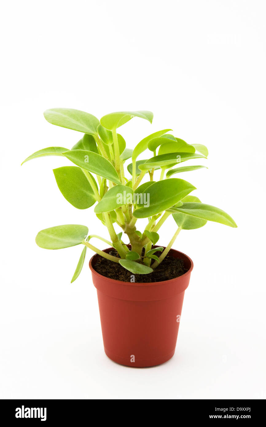 Isolated plant growing hi-res stock photography and images - Alamy