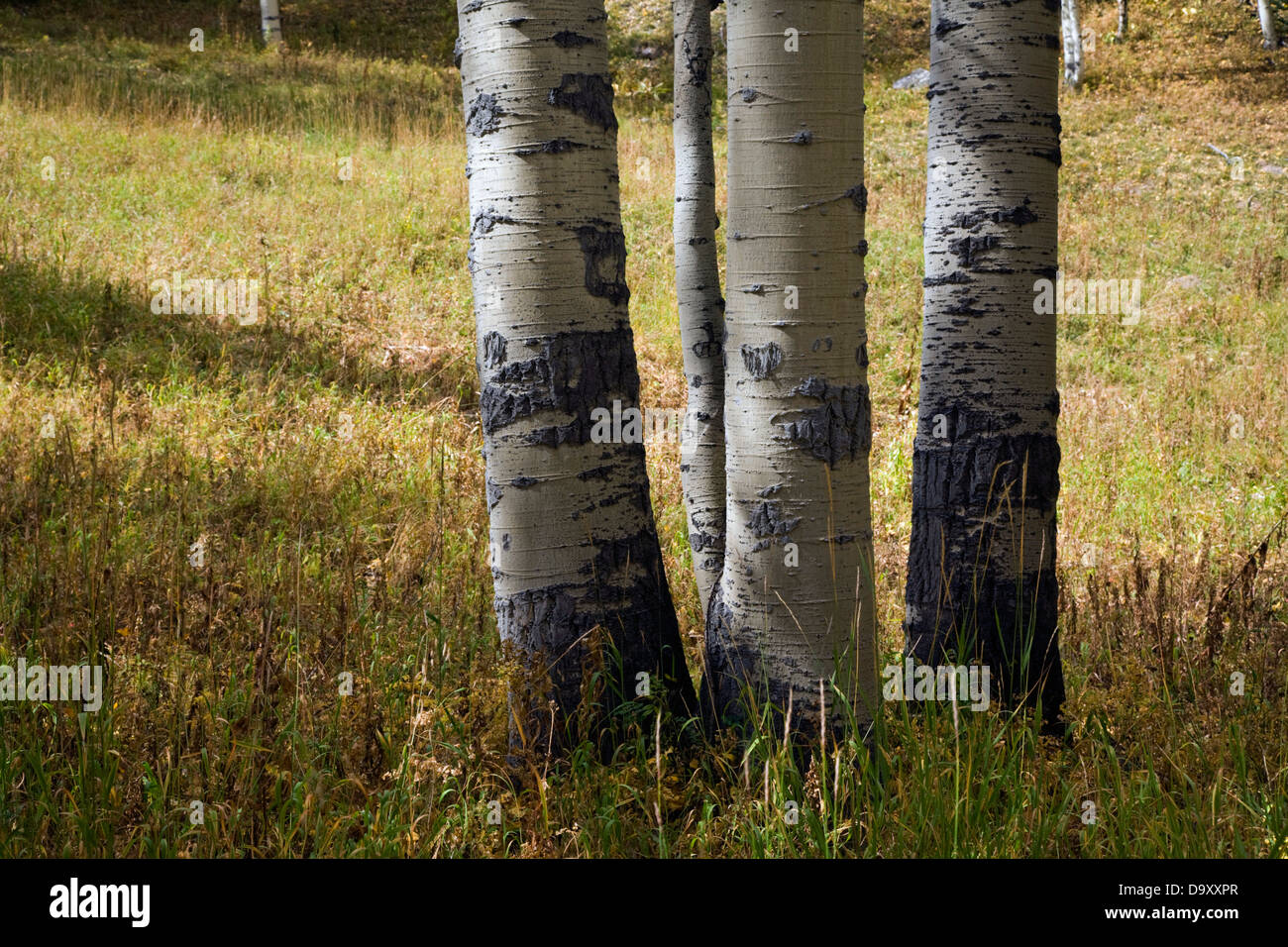 Aspen tree trunks hi-res stock photography and images - Alamy