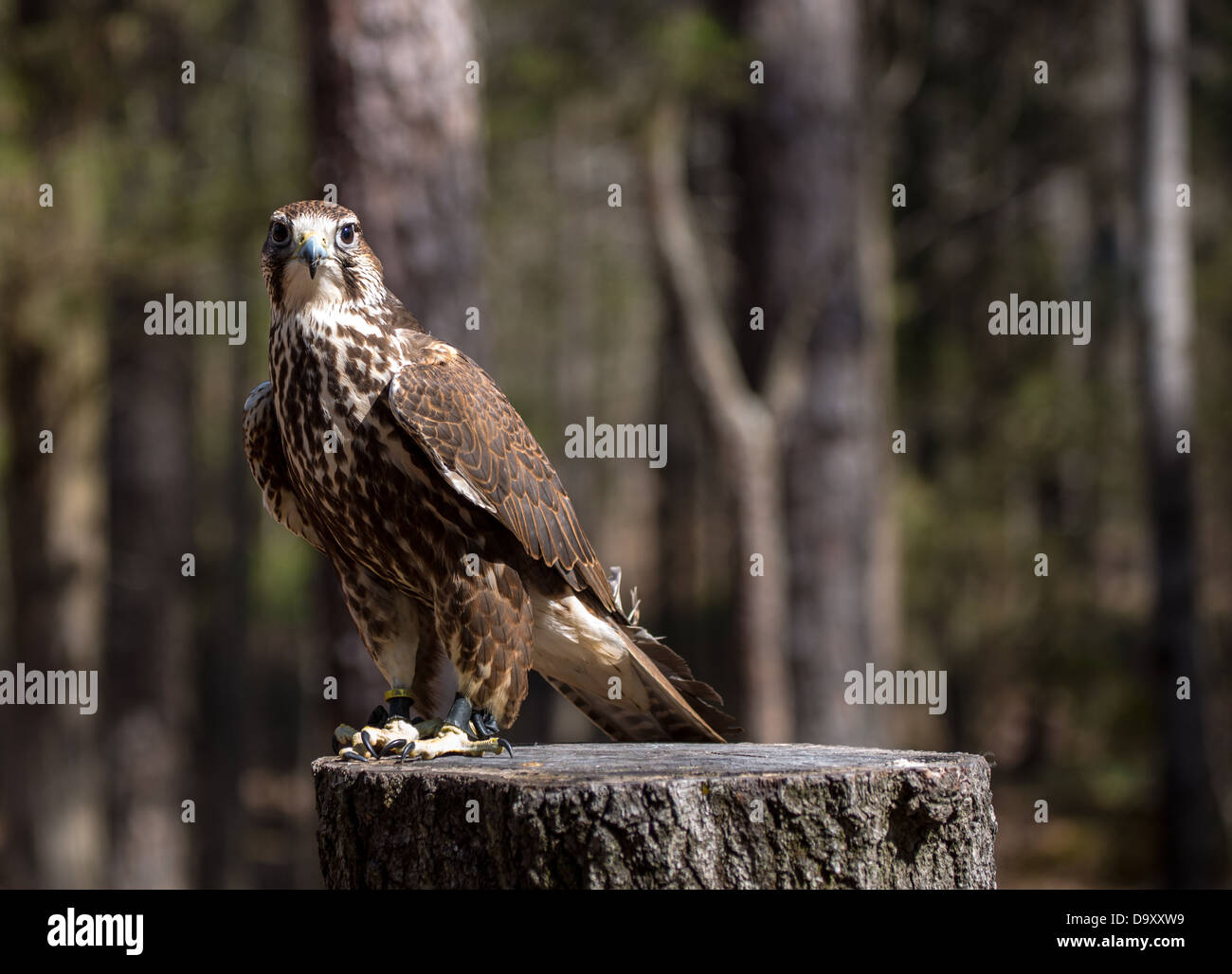 A Saker Falcon poses on a tree stump at the Carolina Raptor Center ...