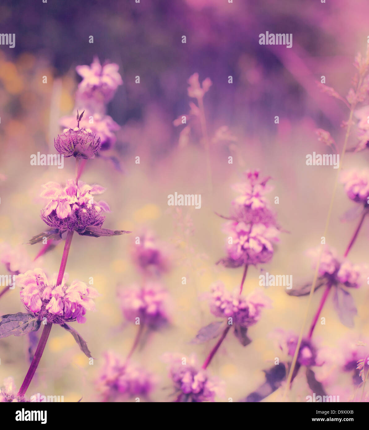 Beautiful lavender flowers in field hi-res stock photography and images ...