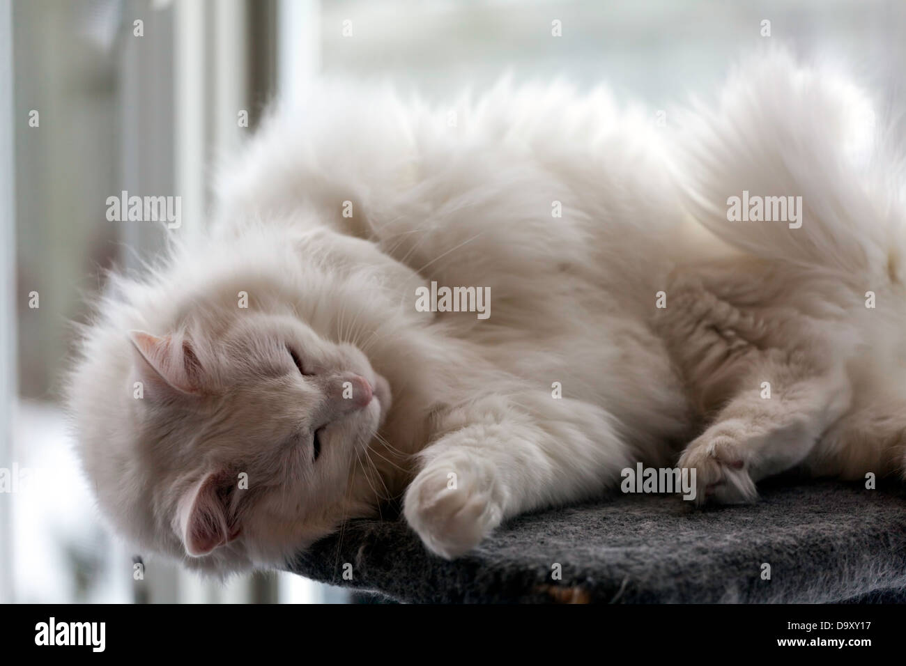 Domestic white cat hi-res stock photography and images - Alamy