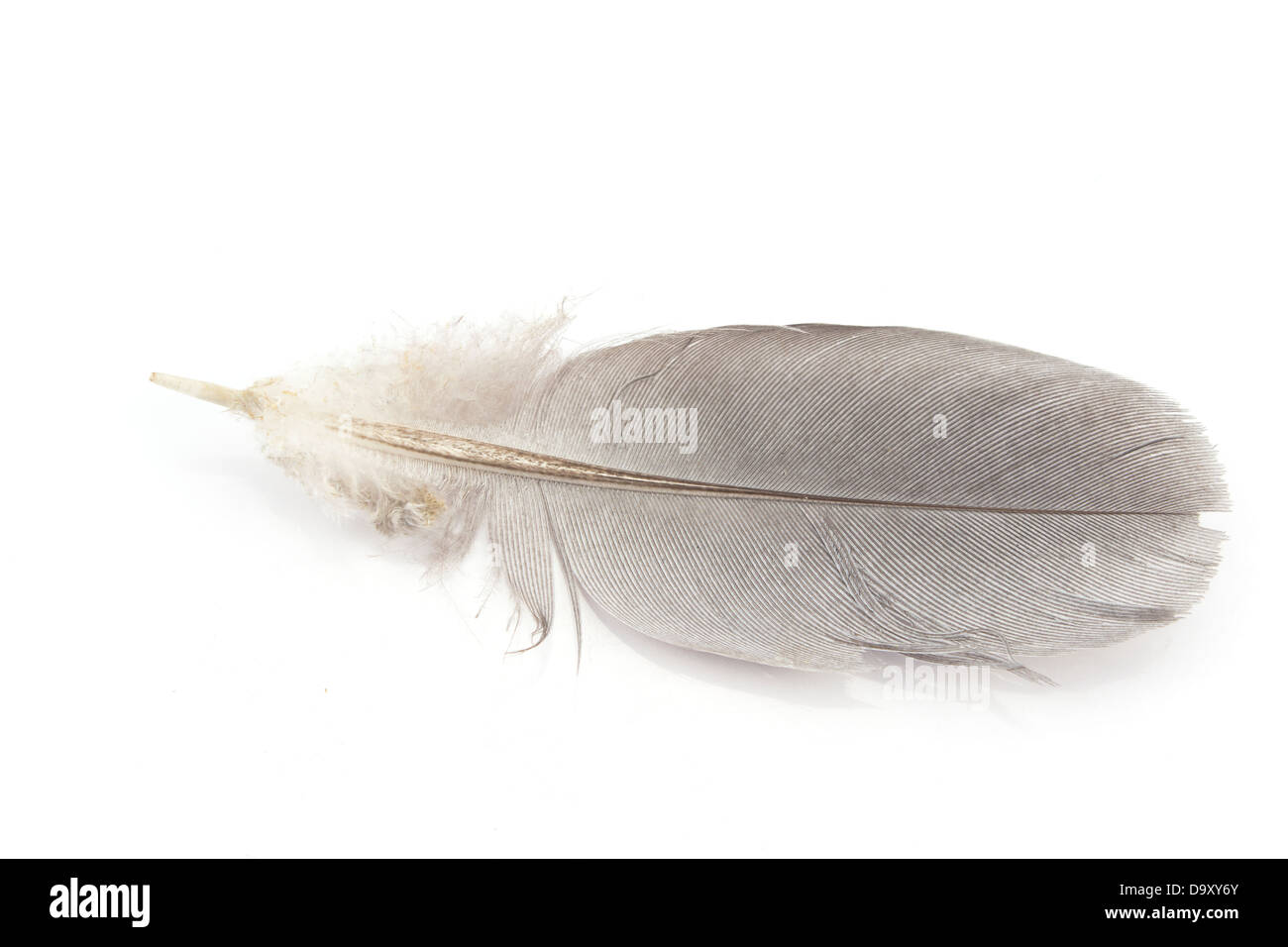 Smooth feather hi-res stock photography and images - Alamy