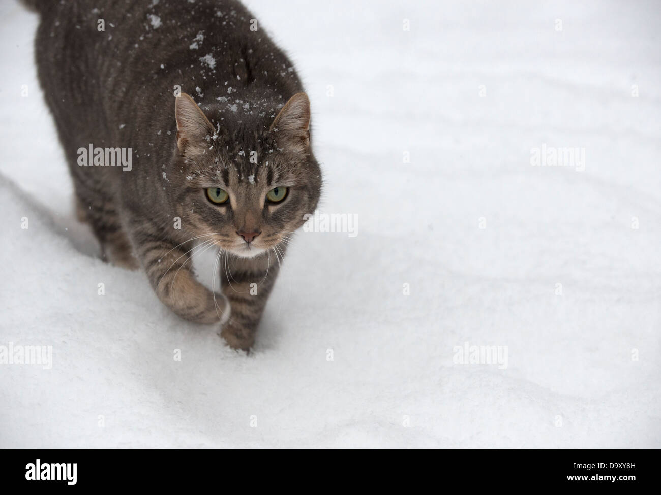 Domestic cat (Felis catus) in snow, Ekerö, Sweden Stock Photo - Alamy