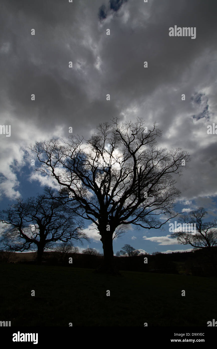 Single thunder hi-res stock photography and images - Alamy
