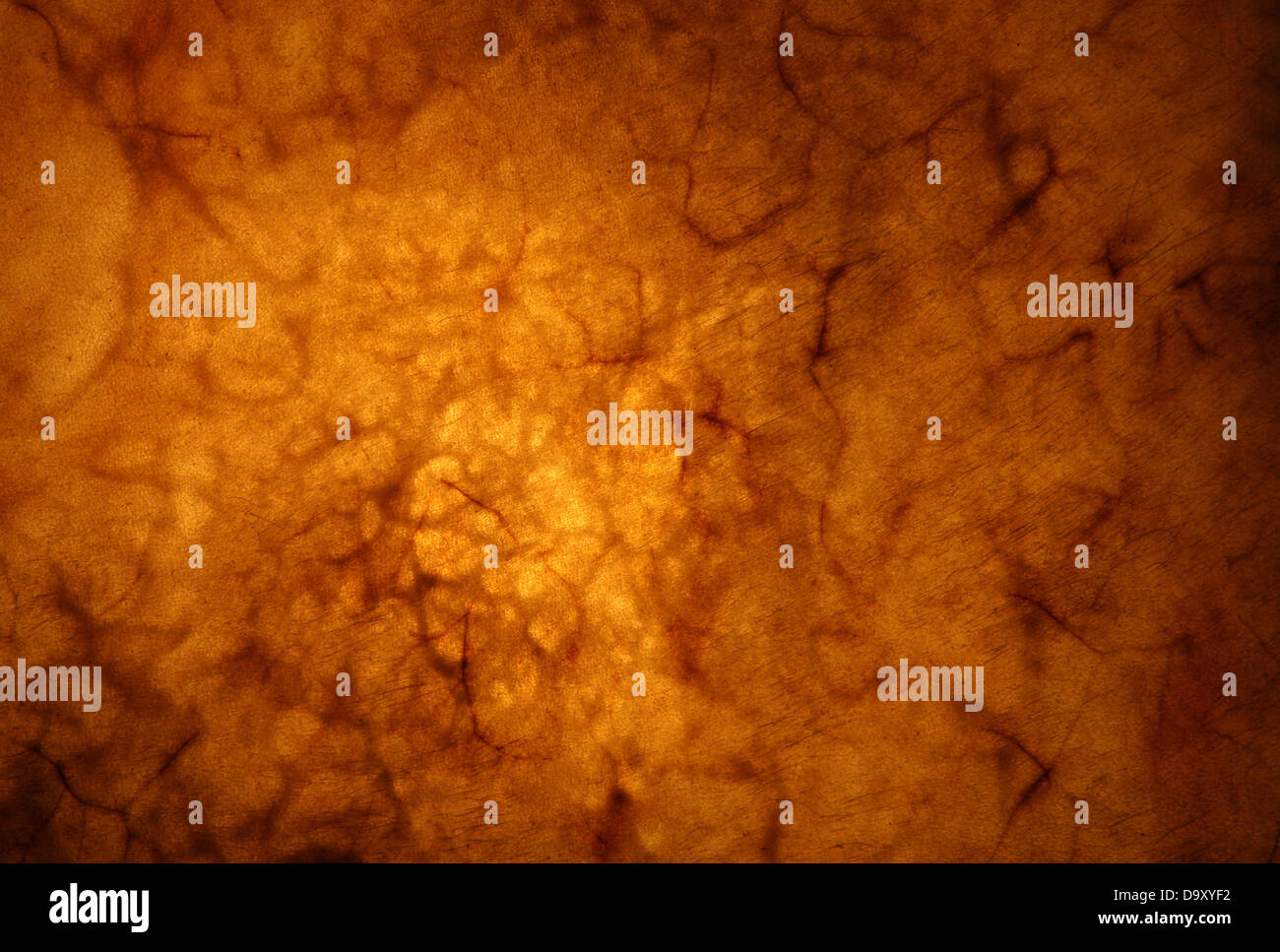 Tan backgrounds hi-res stock photography and images - Alamy