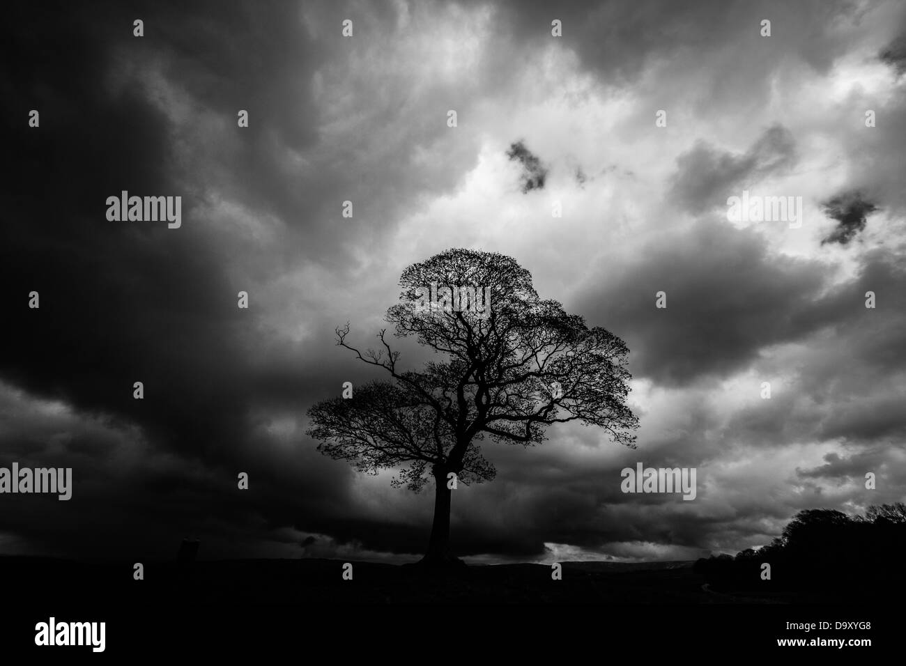 storm clouds over single tree Stock Photo - Alamy