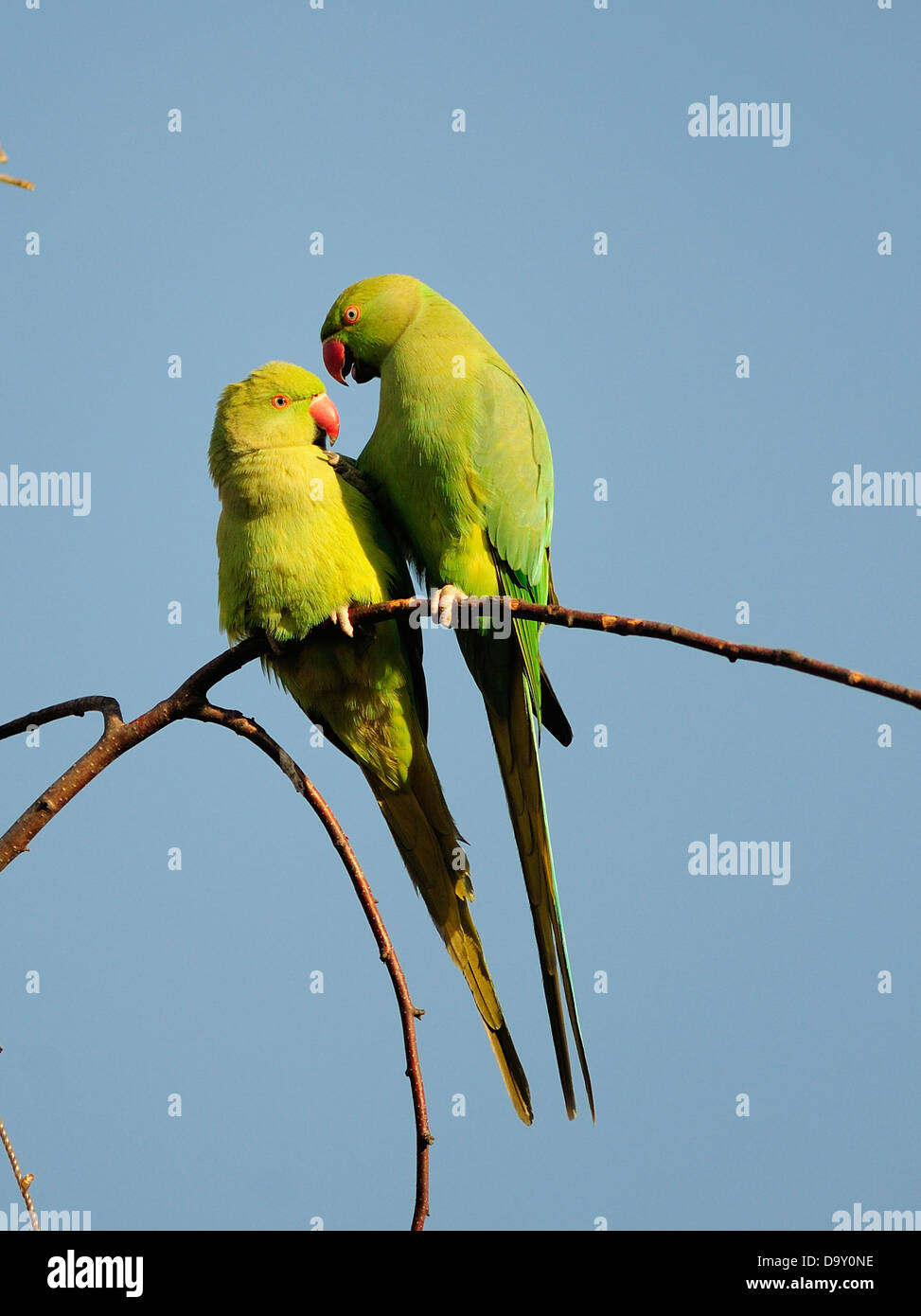 Female ring neck parrot hi-res stock photography and images - Alamy