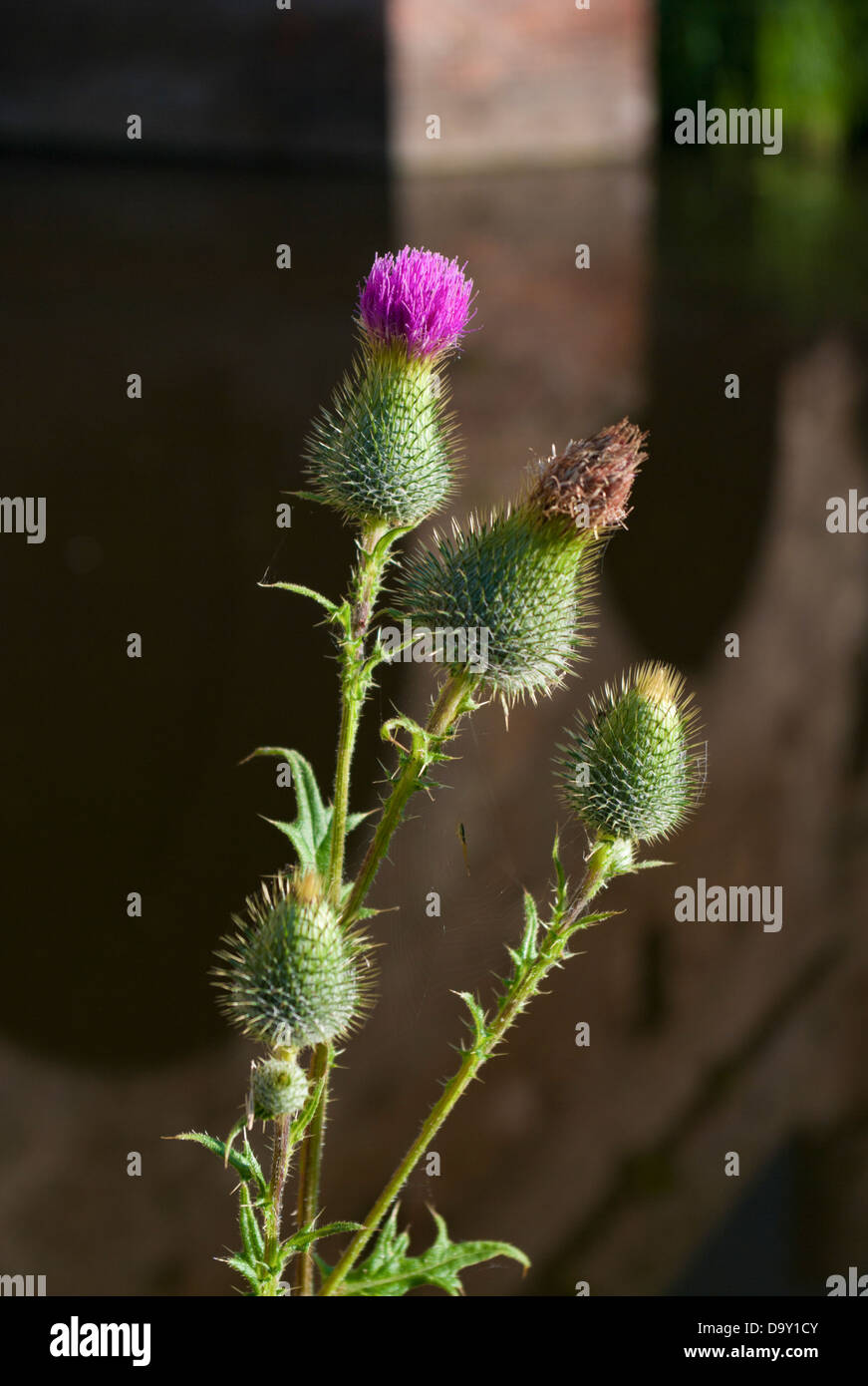 blooming purple thistle flower Stock Photo - Alamy