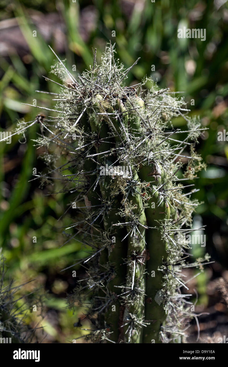 Toothpick Cactus (Stetsonia coryne) on display in the Kanapaha Gardens ...