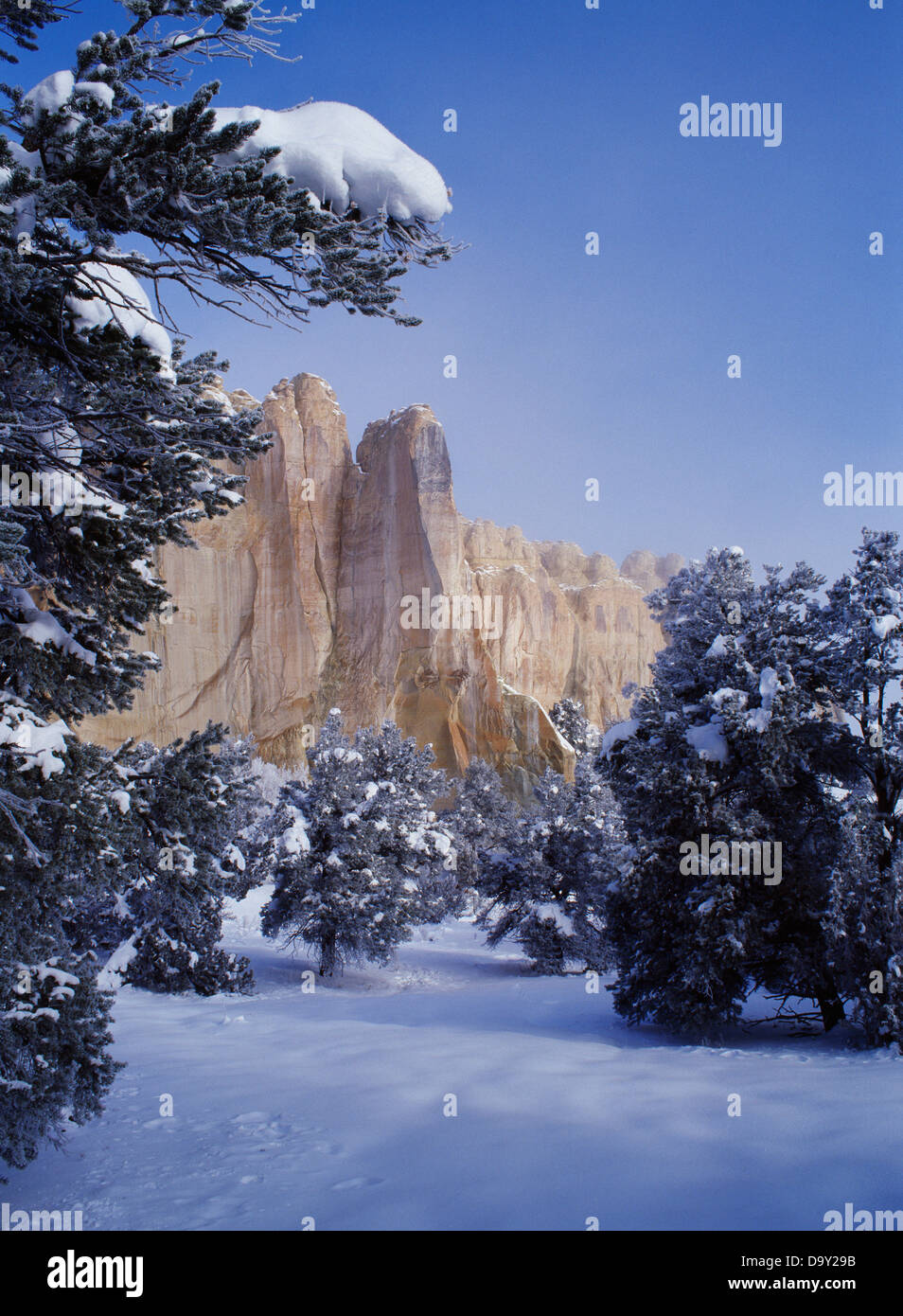 Pinyon juniper new mexico hi-res stock photography and images - Alamy