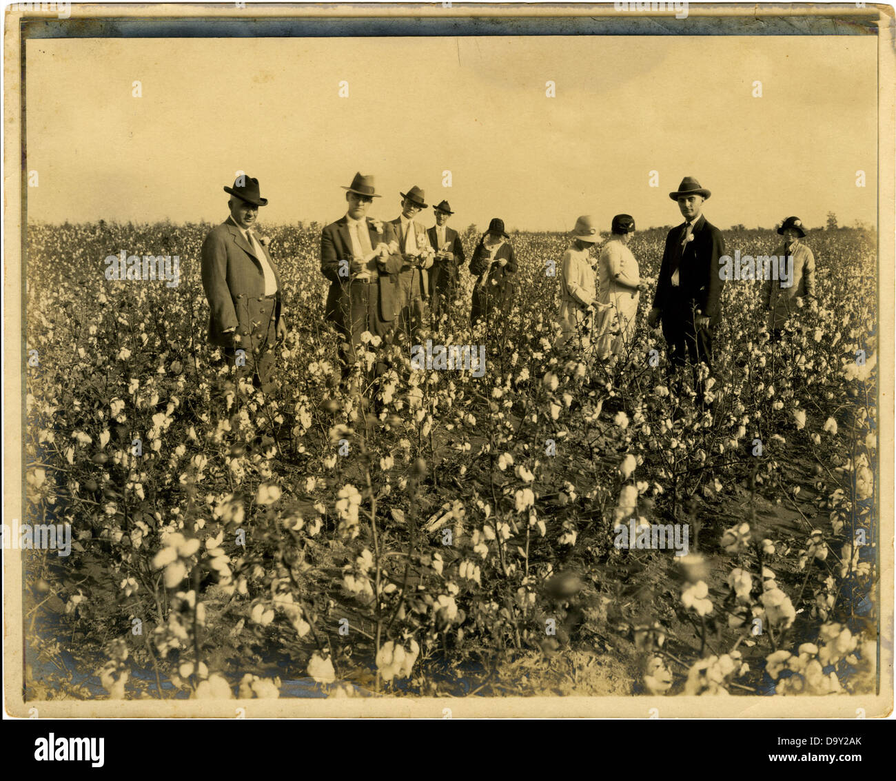 Picking cotton women picking cotton hi-res stock photography and images ...