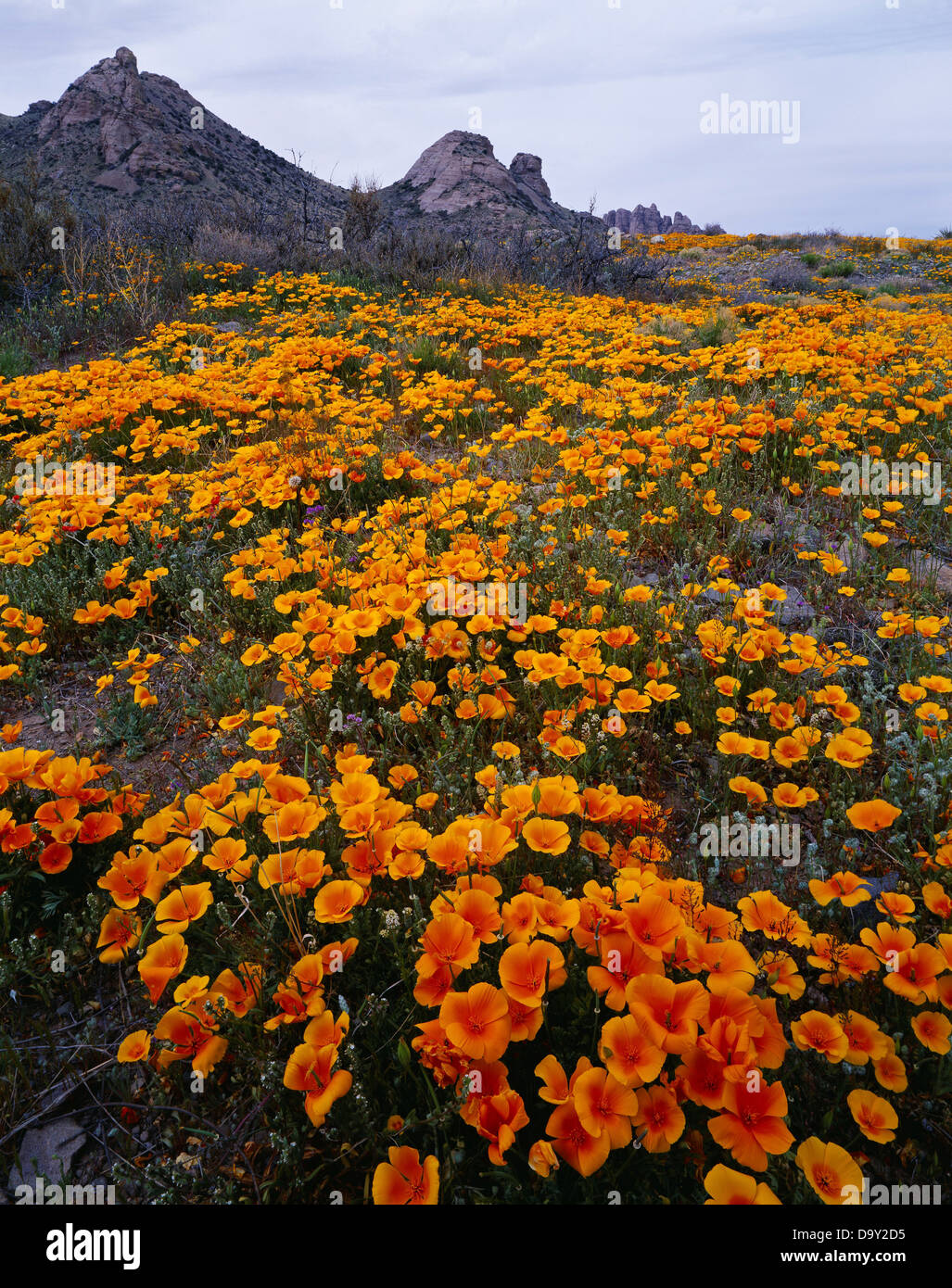 Goldpoppies, Eschscholzia californica, blooming in the Florida ...