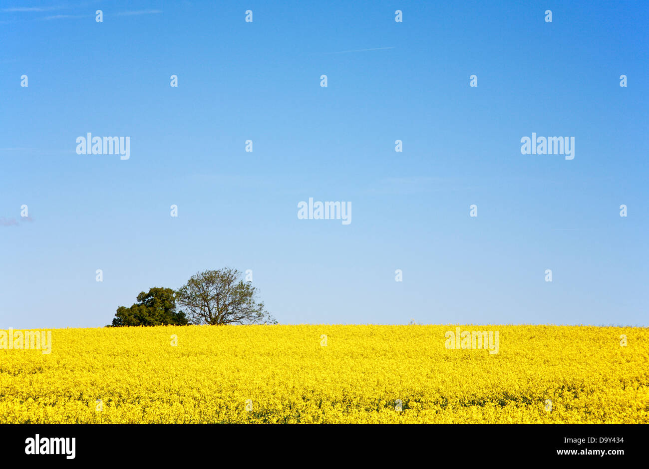A view of an oilseed rape field in flower with a blue sky at Hales ...
