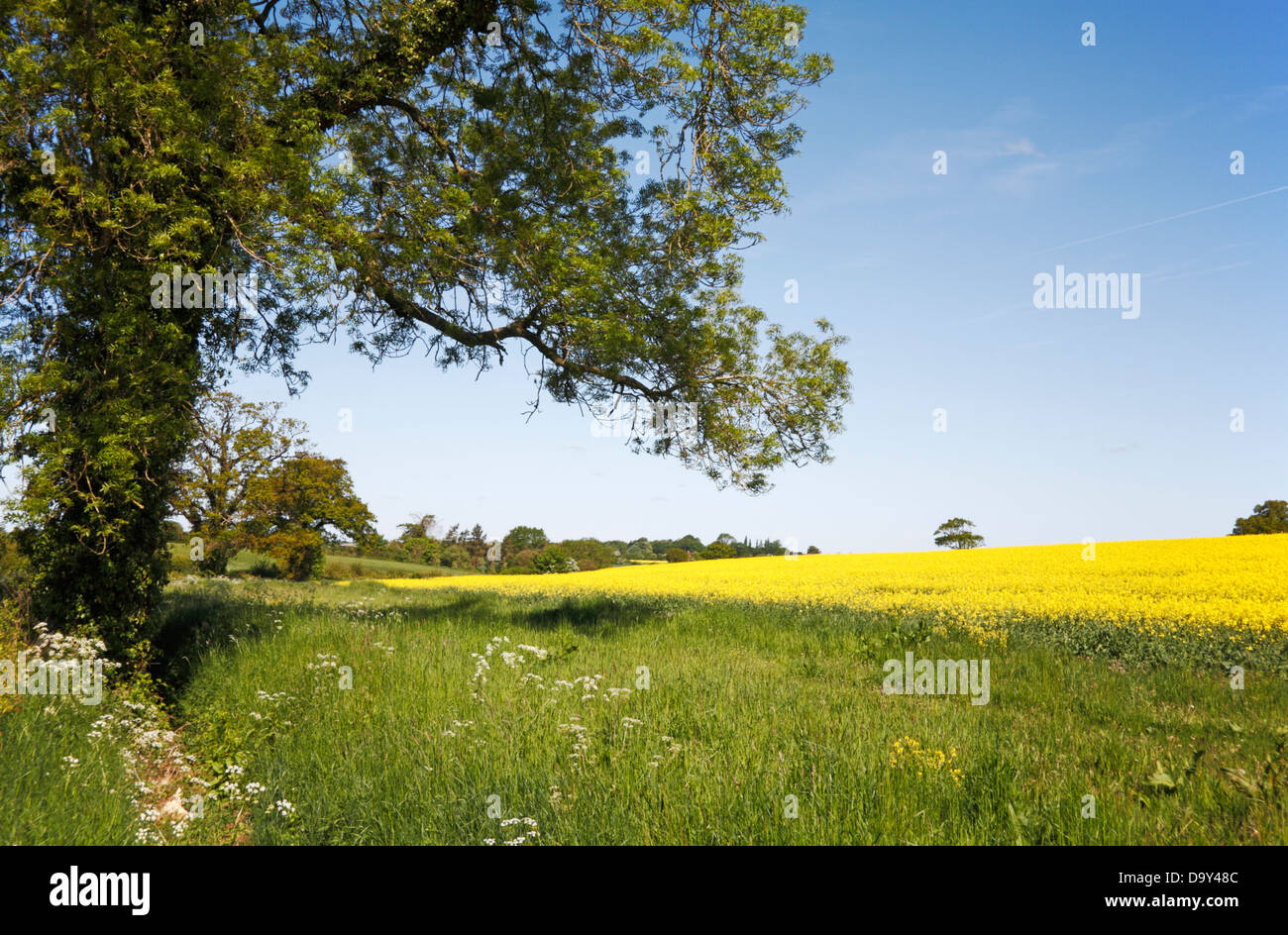 A view of an oilseed rape field with headland at Hales, Norfolk ...