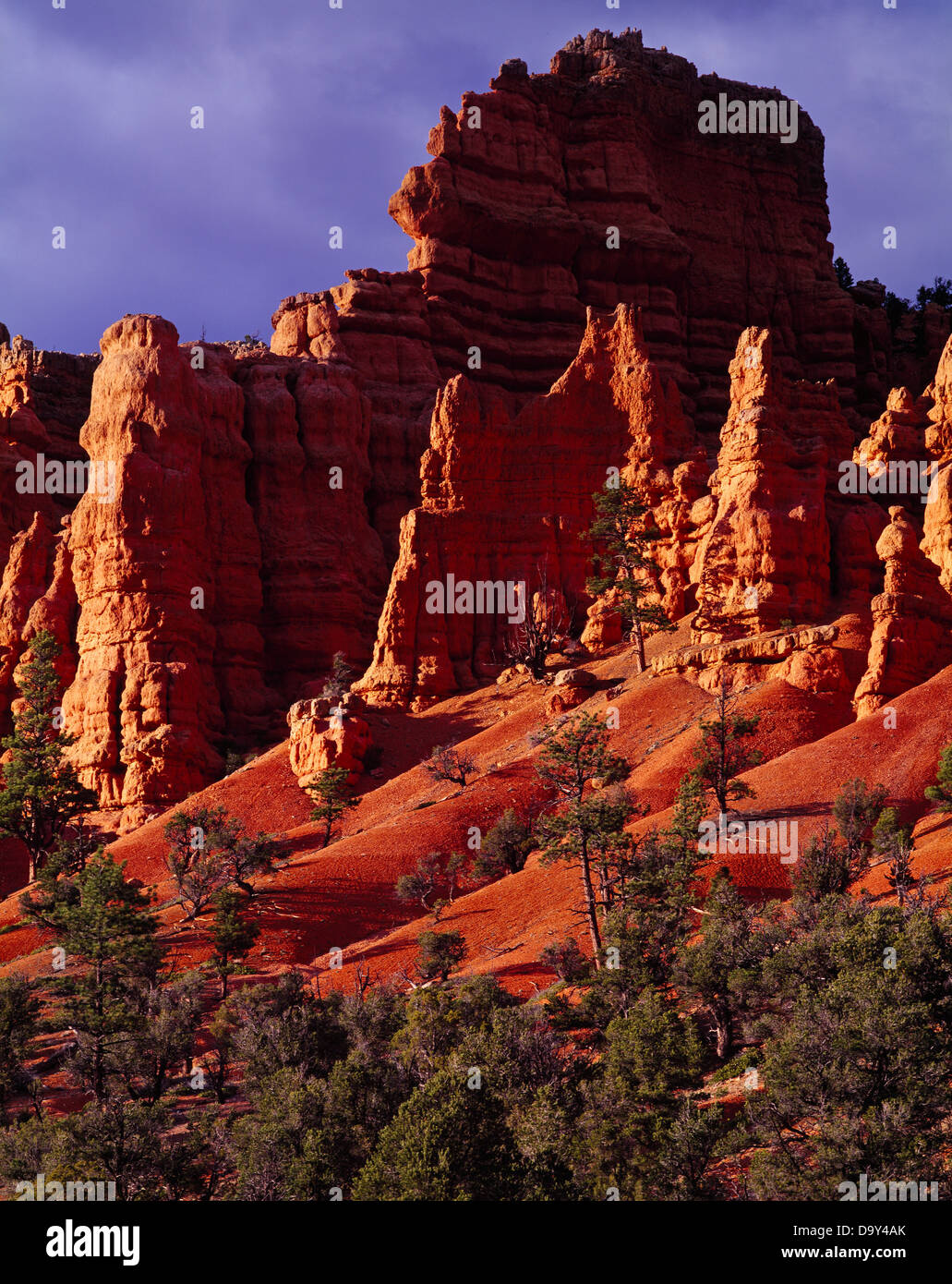 Brilliant orange hoodoos of the Claron Formation illuminated on a ...