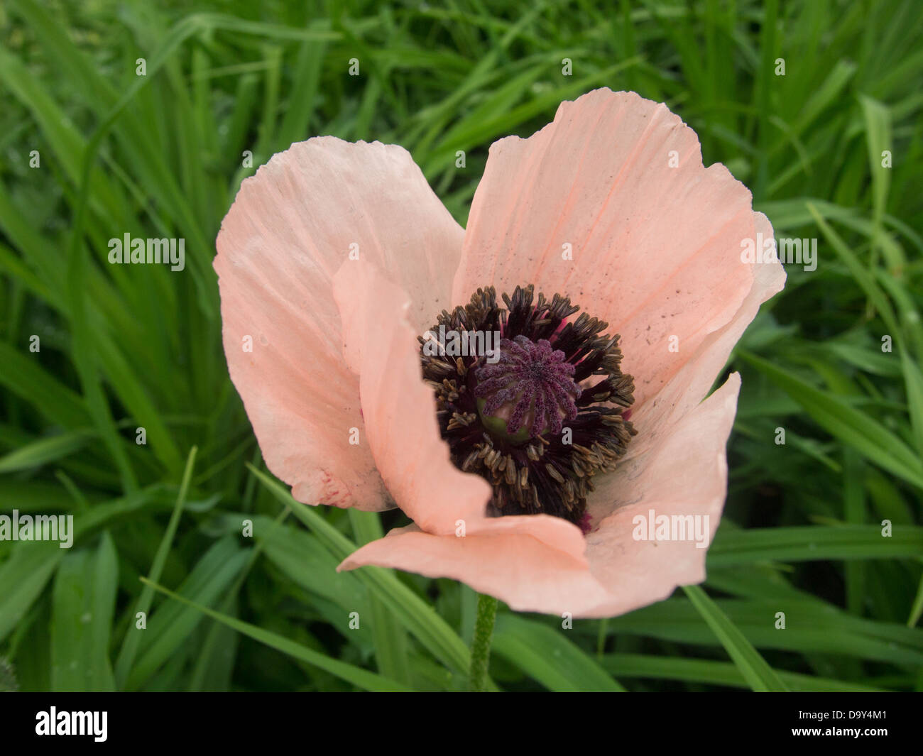 Pink poppy with large center Stock Photo - Alamy