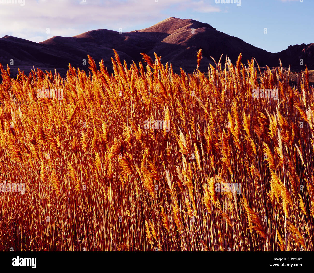 Phragmites or Common Reed Phragmites australis growing in wetlands on ...