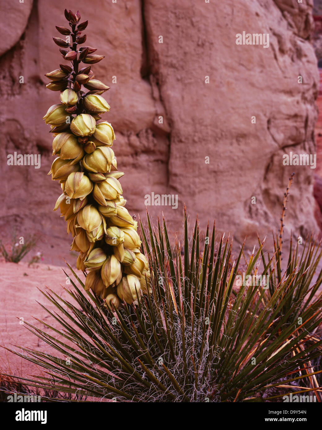 Narrowleaf Yucca, Yucca angustissima, blooming at The Toadstools, Grand ...