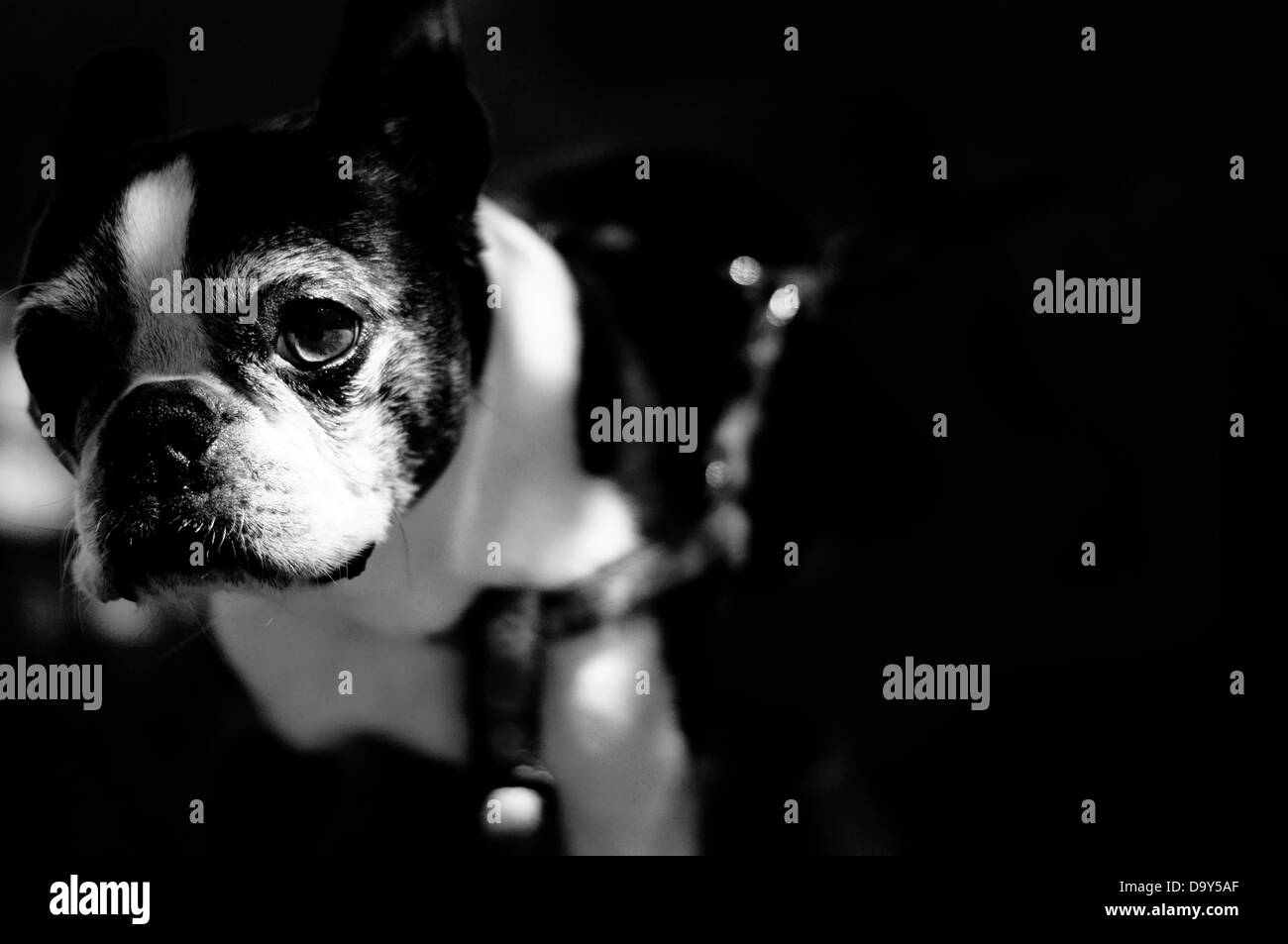 A dog portrait in b&W Stock Photo - Alamy