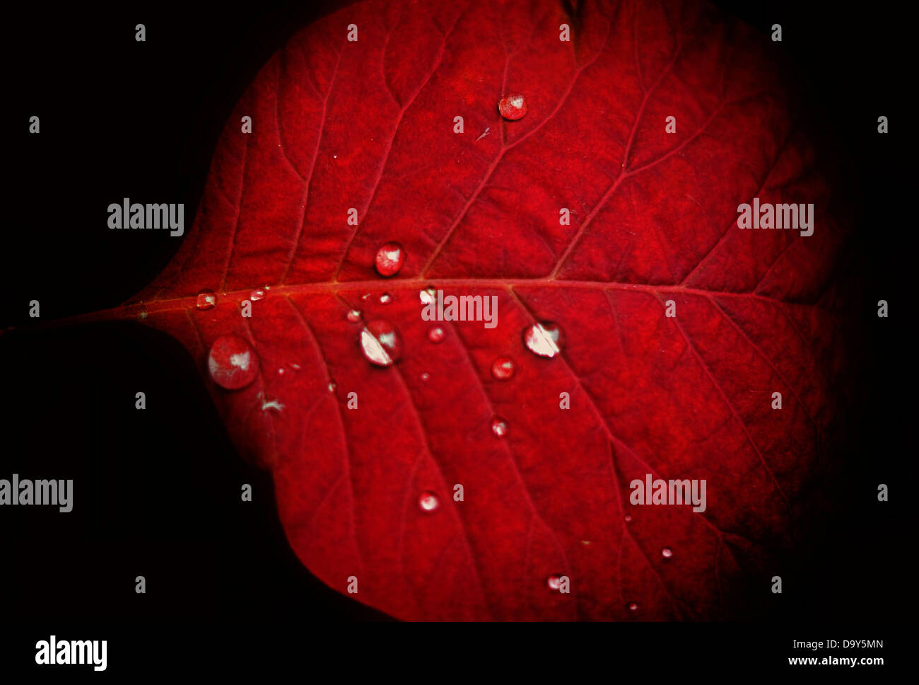 Dew drops on red leaf Stock Photo - Alamy