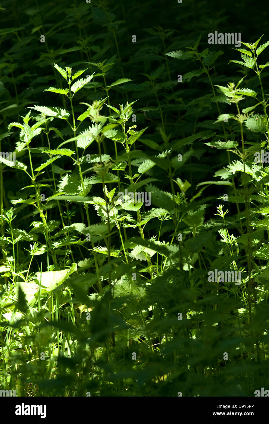 Natural image showing nettles in dappled light ;Nettles growing in the ...