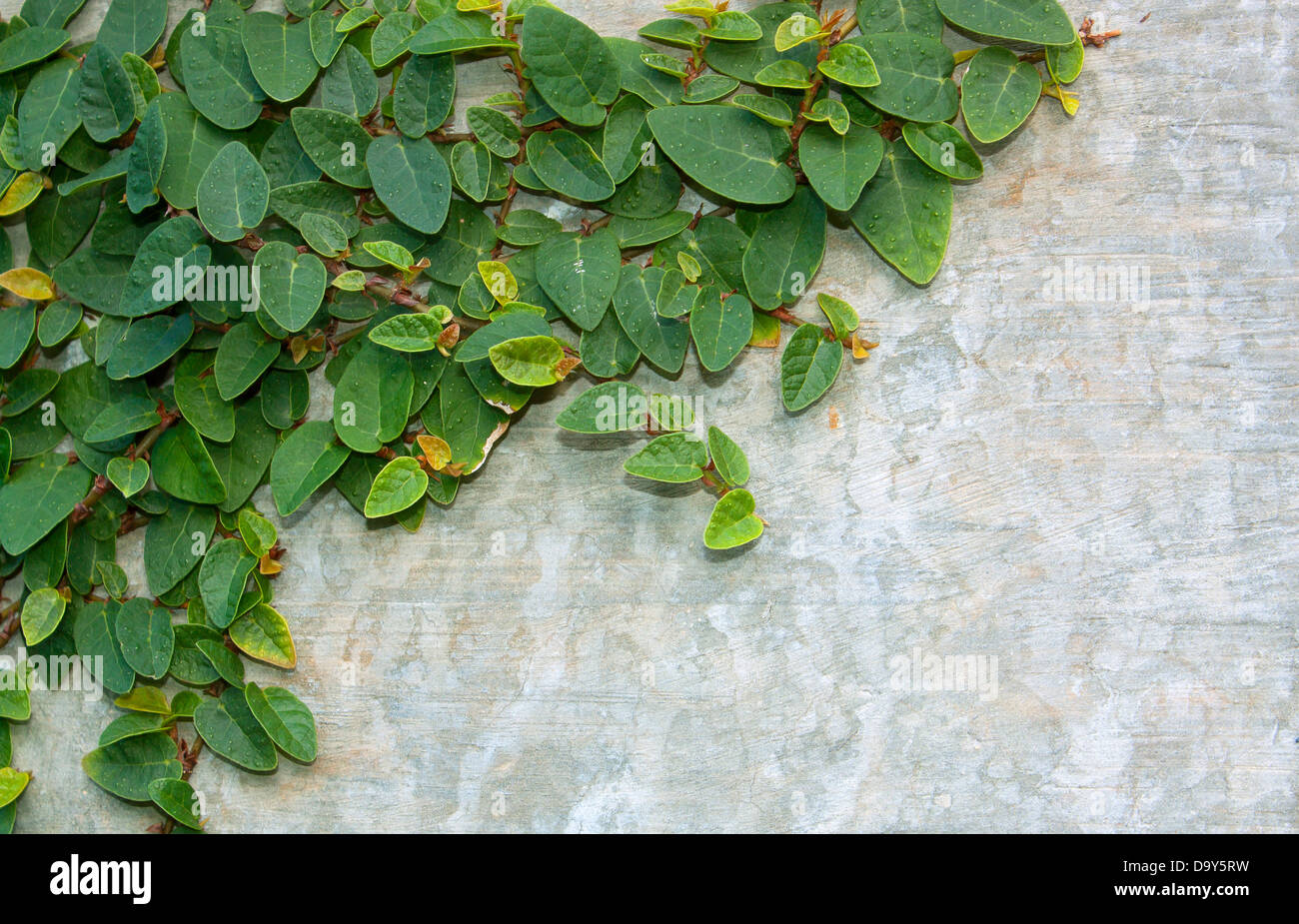 Climbing fig tree and white wall old Stock Photo - Alamy