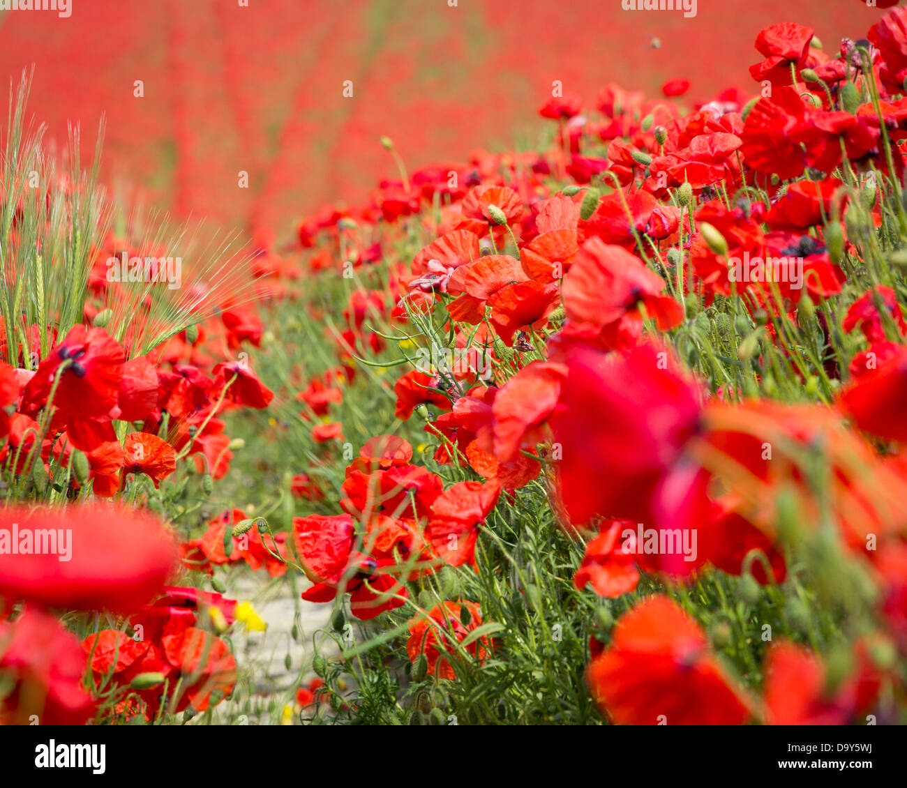The poppy field on Bevendean Down, Falmer, near Brighton Stock Photo ...