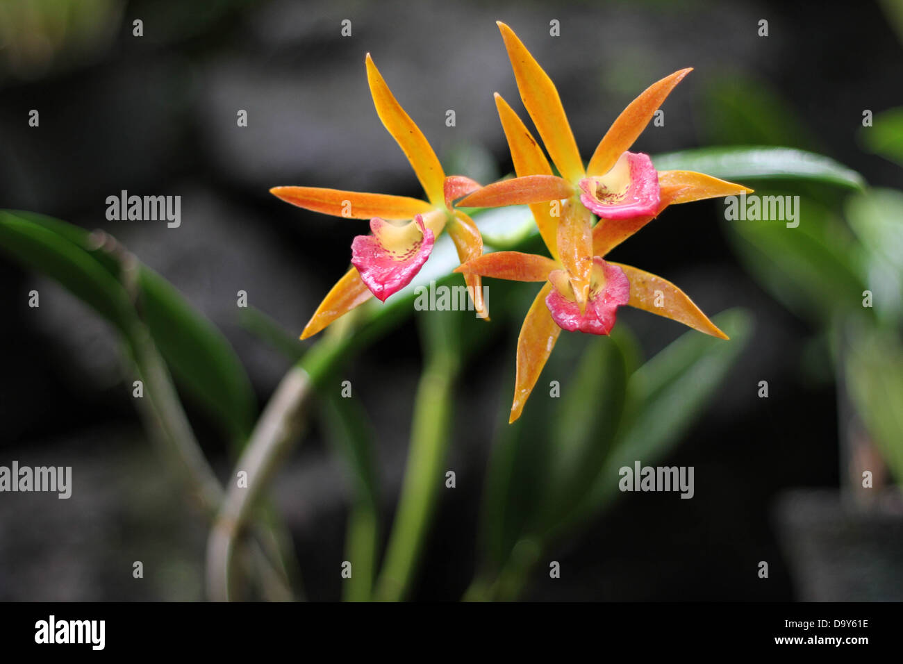 Tropical orchids hi-res stock photography and images - Alamy
