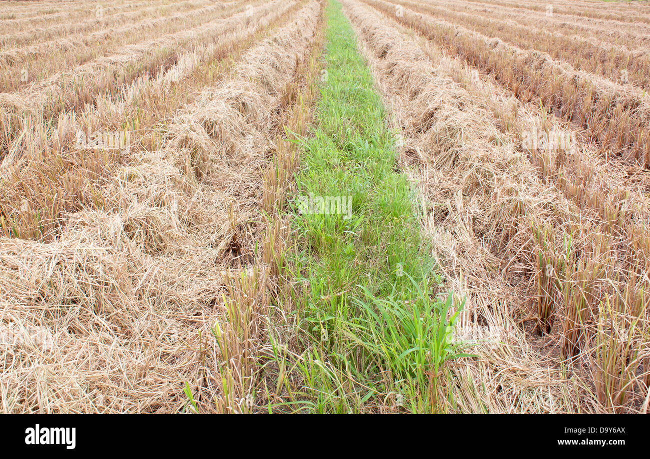 New paddy field hi-res stock photography and images - Alamy