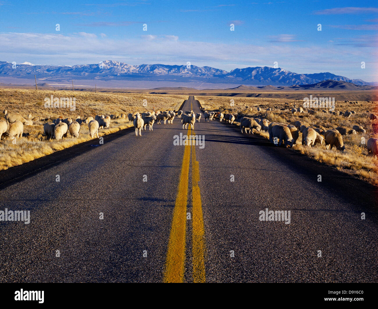 Sheep grazing on open range along Utah 21 northwest of Milford, Utah ...