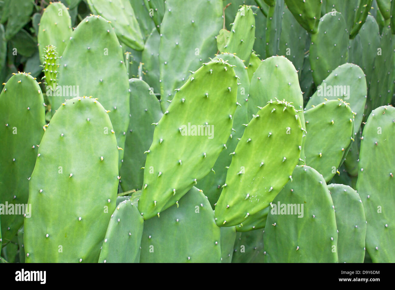 Cactus plant green tangle Asia Thailand ornamental plants Stock Photo ...