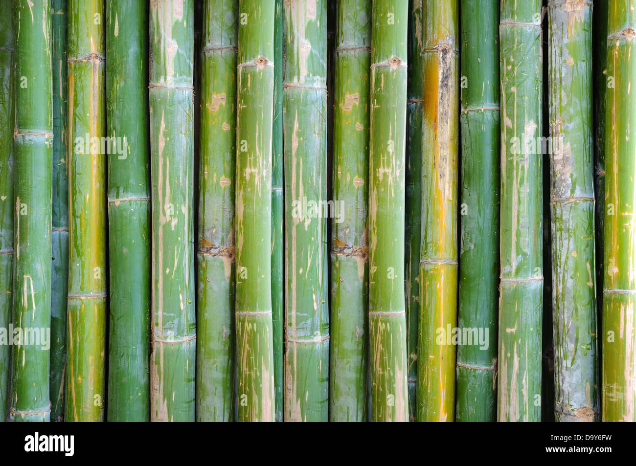 Bamboo plants hi-res stock photography and images - Alamy