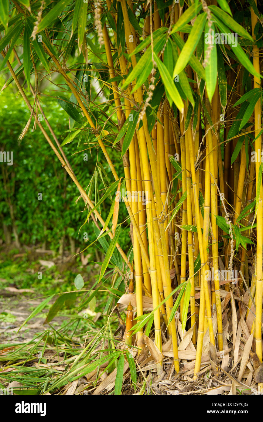 Bamboo element hi-res stock photography and images - Alamy