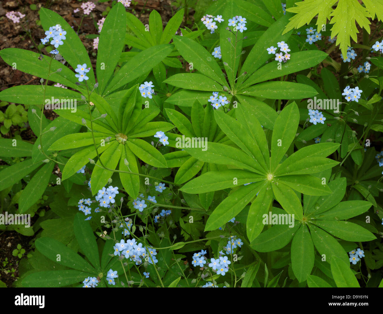 Alaska forget me not hi-res stock photography and images - Alamy