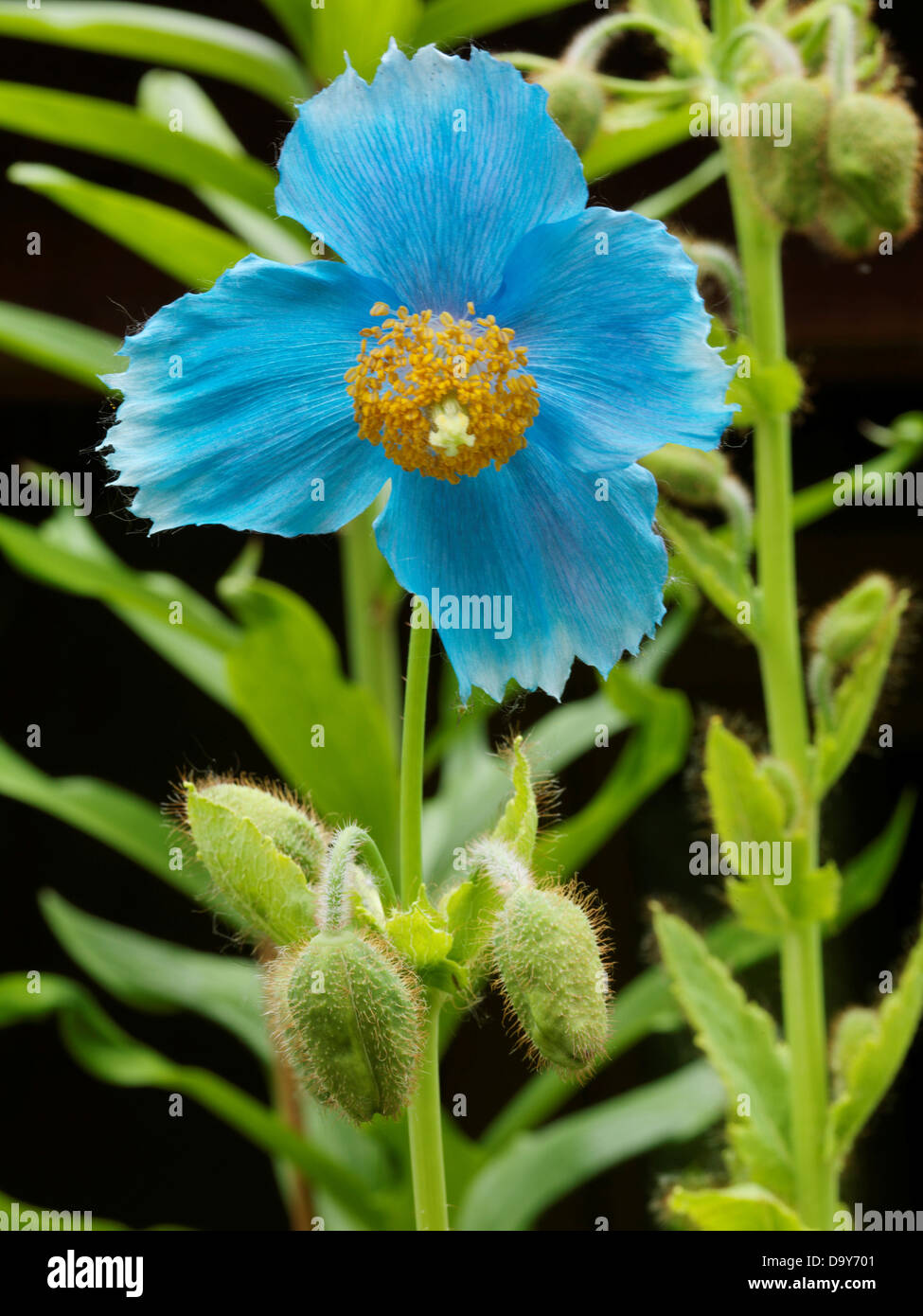 Alaska poppy hi-res stock photography and images - Alamy
