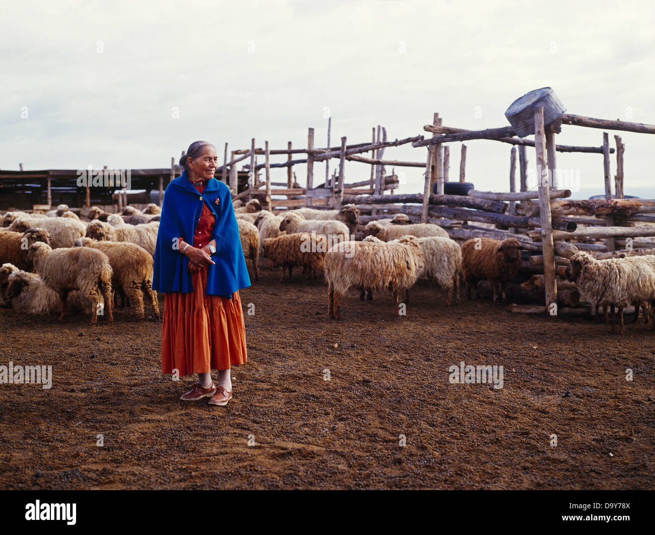 Navajo churro hi-res stock photography and images - Alamy