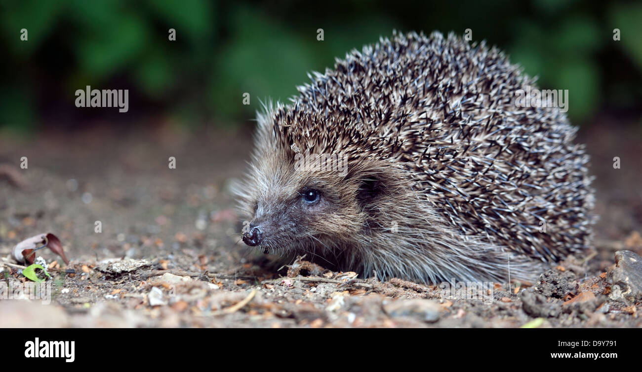 British garden hedgehog hi-res stock photography and images - Alamy